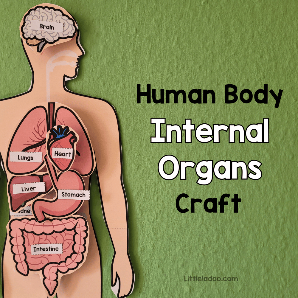 Human Body Internal Organs Craft