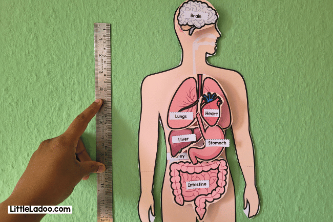 Human Body Internal Organs Craft