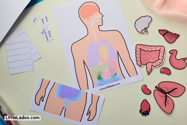 Human Body Internal Organs Craft