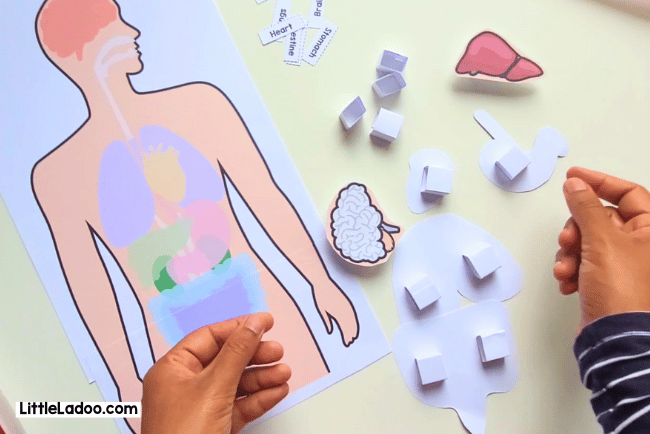 Human Body Internal Organs Craft