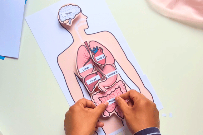 Human Body Internal Organs Craft