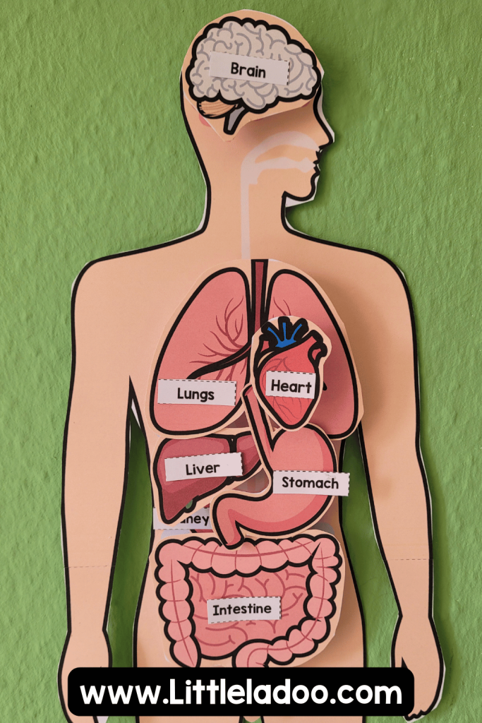 Human Body Internal Organs Craft