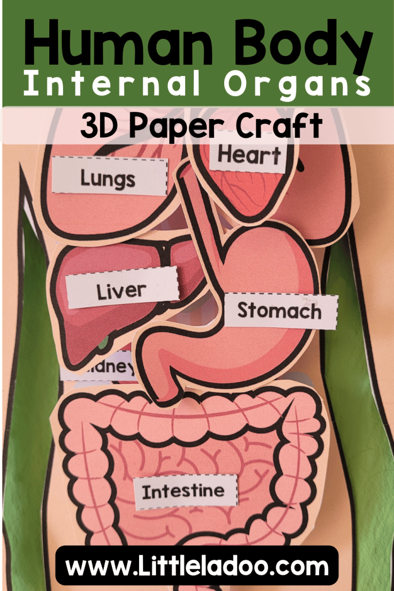 Human Body Internal Organs Craft